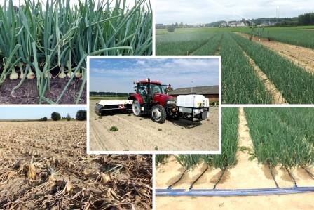 Uien | Uien telen in een veranderend klimaat