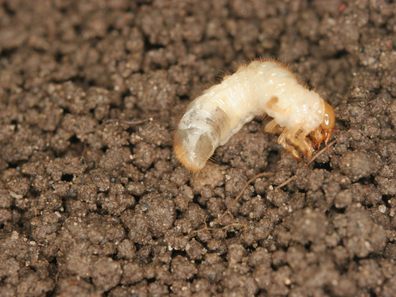 Bodeminsecten cyclus preventie bestrijding