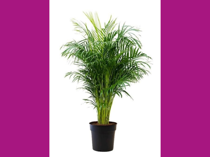 FAVV goudpalm uit verkoop