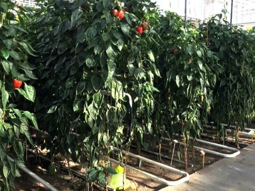 Biopaprika 2°C kouder telen zonder...