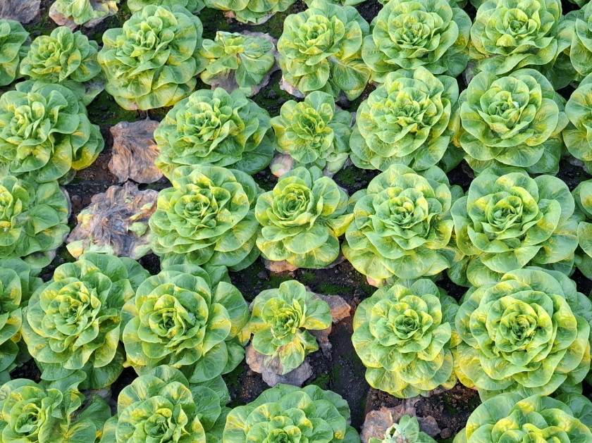 Biomiddelen tegen Botrytis in kropsla: resultaten...