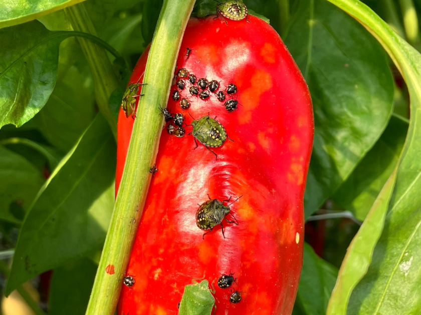 Evolutie van plagen en ziekten in biologische...