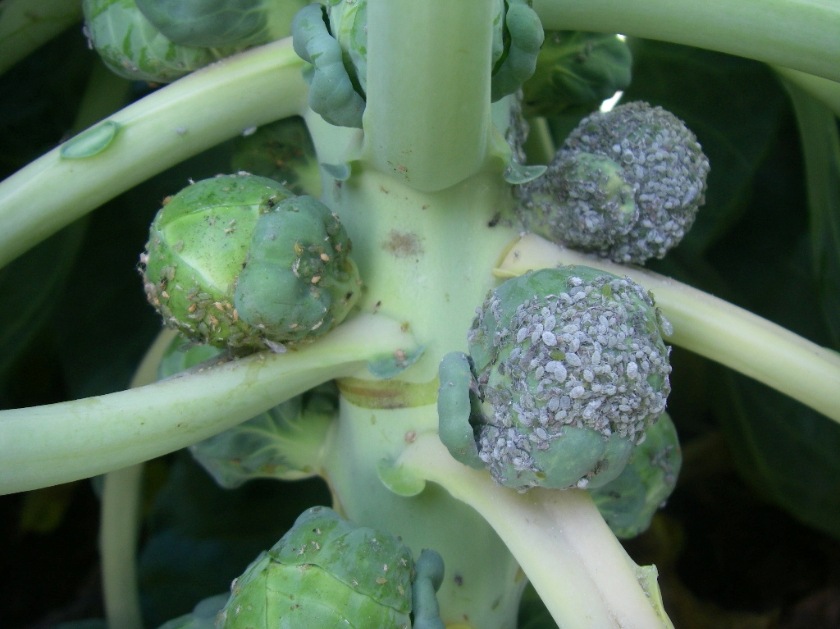 Effectiviteit van bio-insecticiden tegen luizen en witte...