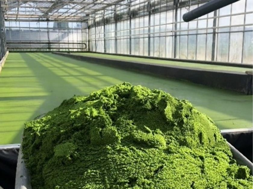 Waterlinzen kweken in het Meetjesland | Duurzame teelt...