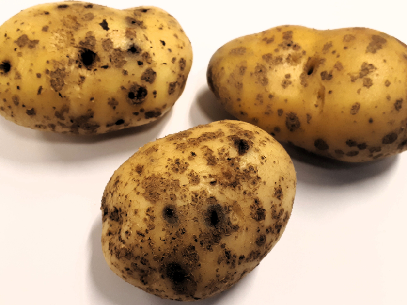 Duurzame bestrijding van ritnaalden in Vlaamse...