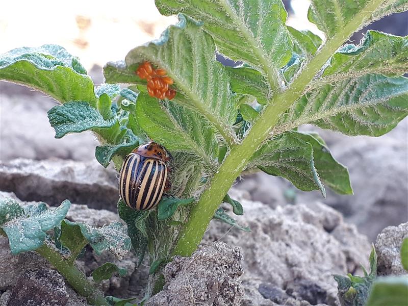 Coloradokever | Waargenomen in aardappelveld en...