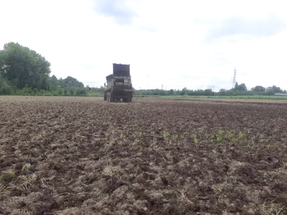 Bio beschutte teelten | Bemesting | N-dynamiek